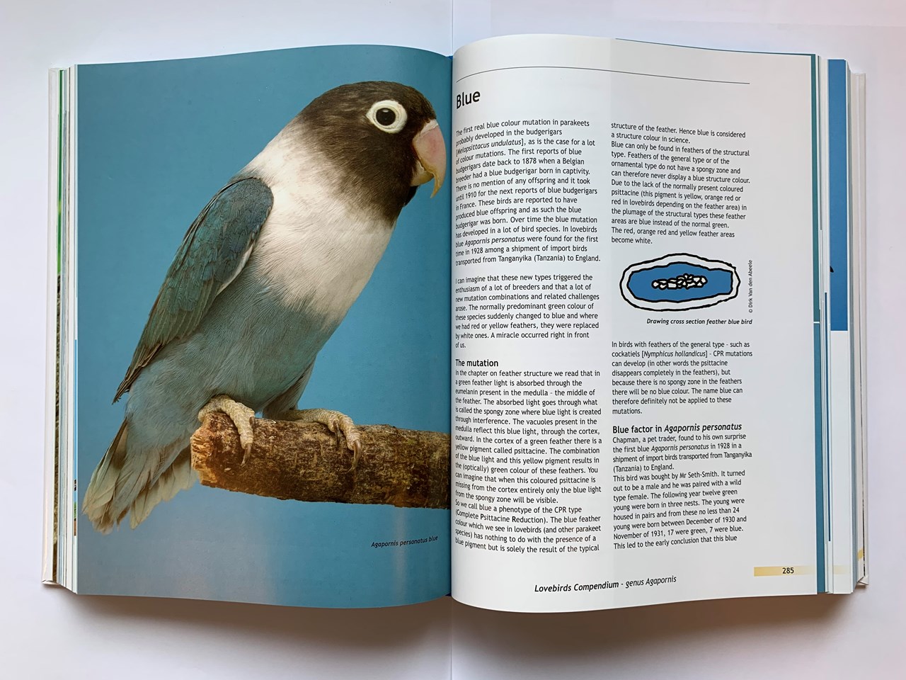 Lovebird Compendium I Red Barn