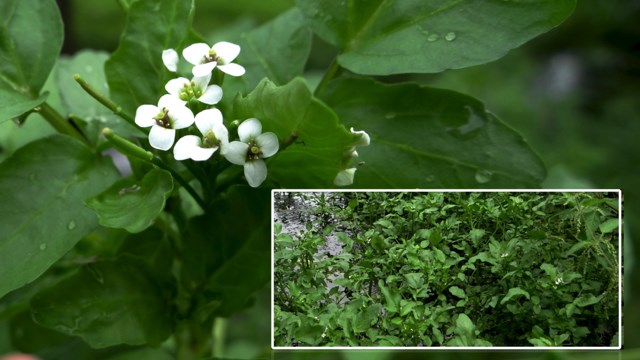 Witte waterkers - Nasturtium officinale