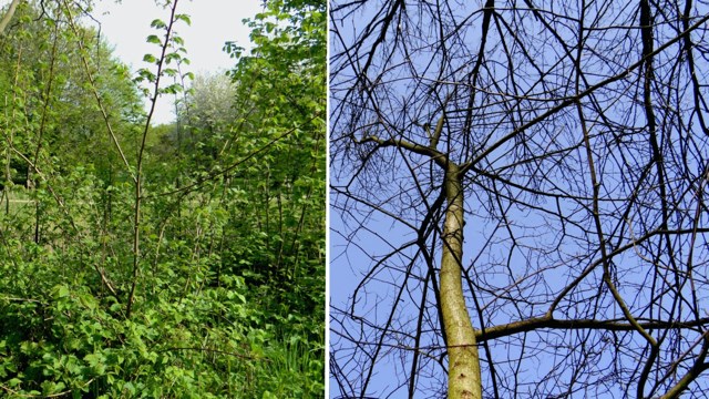 Gladde iep - Ulmus minor