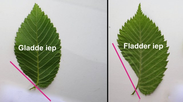 Gladde iep - Ulmus minor