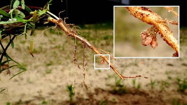 Smalle wikke - Vicia sativa nigra