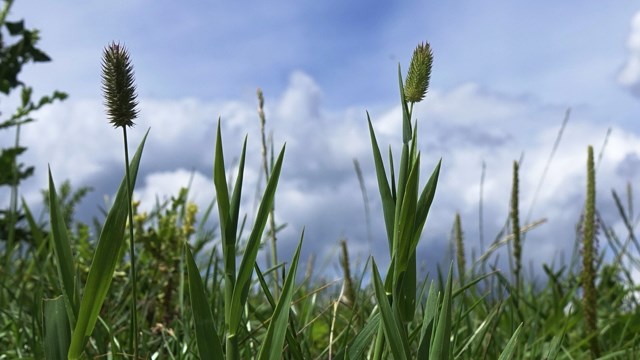 Klein timoteegras - Phleum pratense s. serotinum