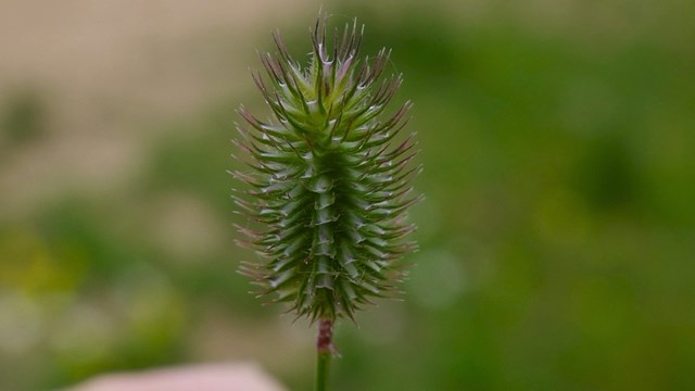 Klein timoteegras - Phleum pratense s. serotinum