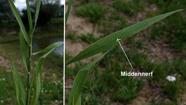 Klein timoteegras - Phleum pratense s. serotinum