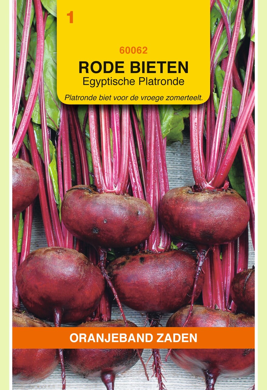 rode bieten zaad oranjeband