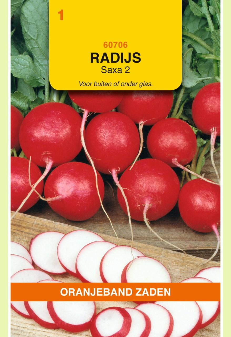 radijs zaad